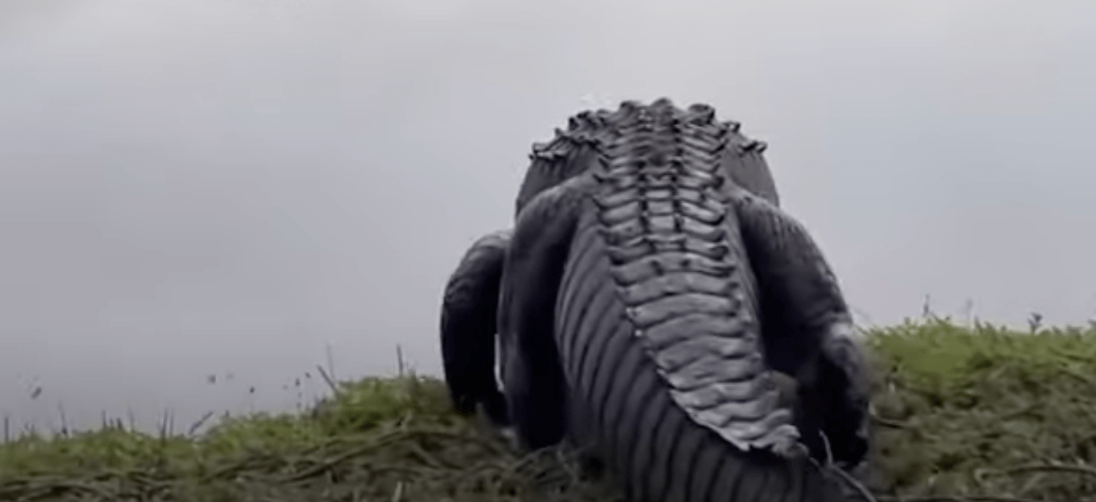 Une découverte incroyable dans le corps d’un alligator géant laisse les ...