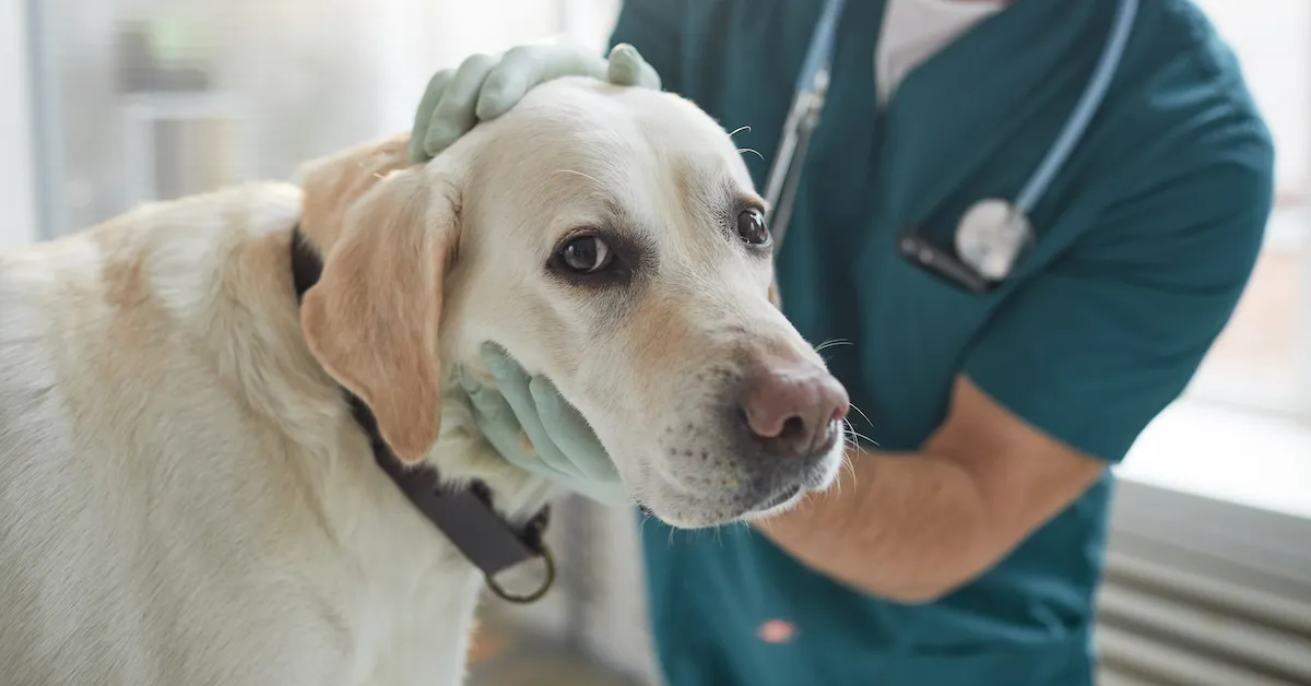 Si vous avez des chiens, ceci pourrait vous concerner - Trucs et Astuces