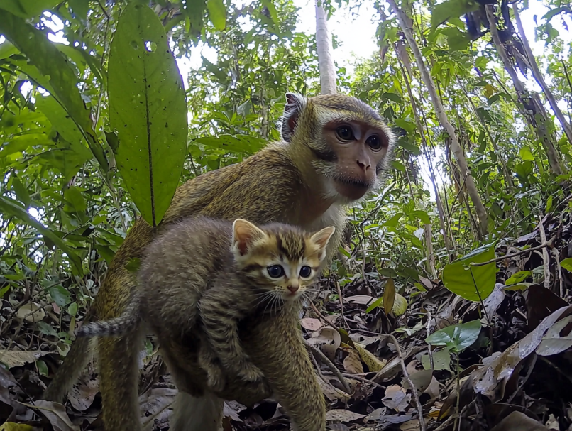Un singe entraîne un chaton - Son propriétaire est choqué de découvrir ...
